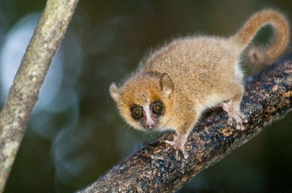 Gray Mouse Lemur - Microcebus Murinus - Lemur Facts and Information