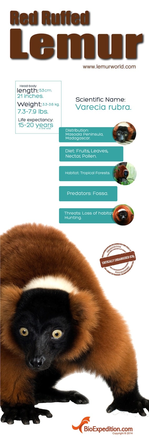 Red Ruffed Lemur Infographic