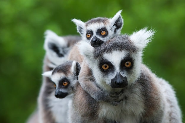 Lemur Reproduction - Lemur Facts and Information